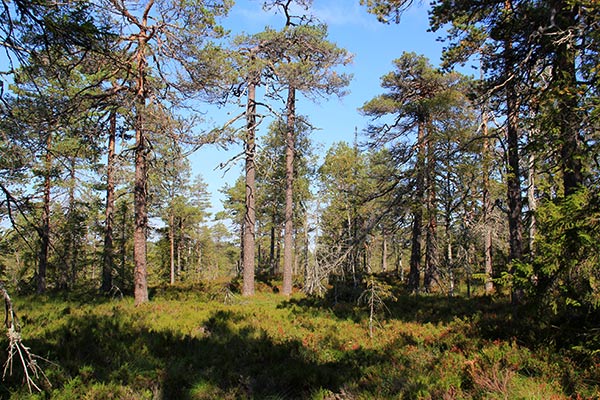 Norskog skallberget