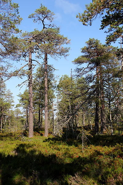 Norskog skallberget