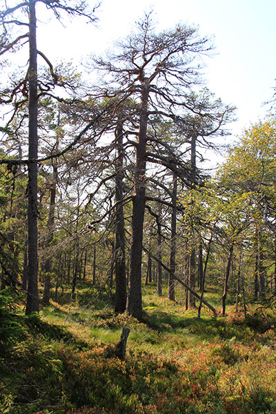 Norskog skallberget