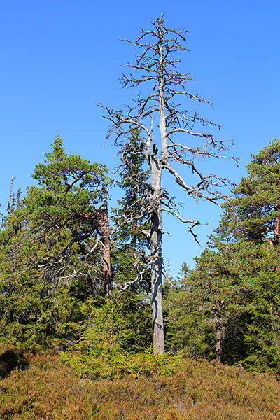 Norskog skallberget